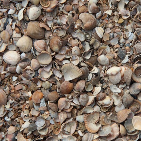 Schelpen kopen voor uw tuin